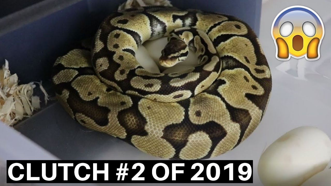 BALL PYTHON CLUTCH #2 OF 2019! Bumble Bee Clutch!  - Benjamin's Exotics