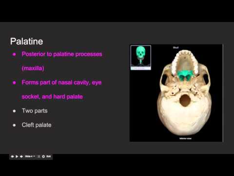 Bone Markings of Mandible and Palatine Bones