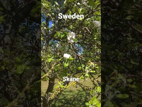 Sweden, Skåne, May 18 #shorts