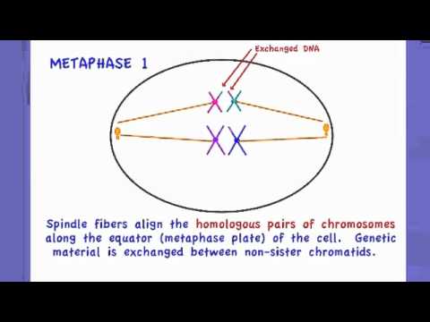 4.2.3 Outline the process of Meiosis