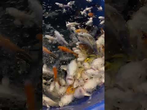 Japanese koi aqua fish 🐟