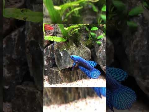 Beautiful Alien Betta fish#shorts #aquarium#Alien Betta fish#aqua g-one