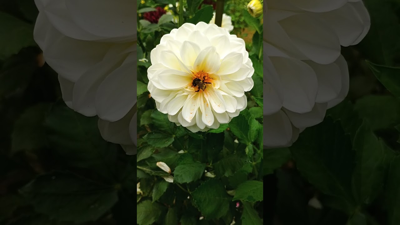 buzz buzz buzz #bee #dahlia