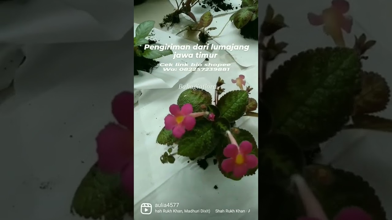 jual macam-macam jenis tanaman hias / tanaman gantung episcia dll @bahagiaflora