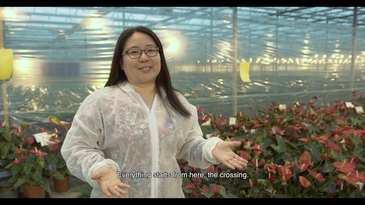 Anthurium - How it's made