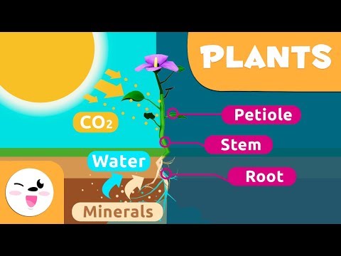 Parts of the plant and photosynthesis - Educational video for kids