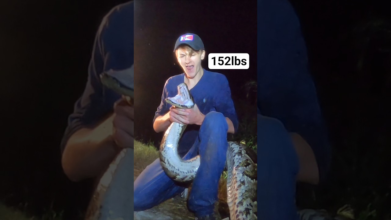 152lb MONSTER PYTHON #python #snake #wildlife #florida #nature