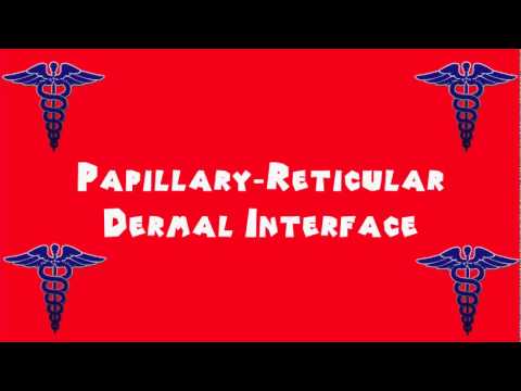 Pronounce Medical Words ― Papillary―Reticular Dermal Interface