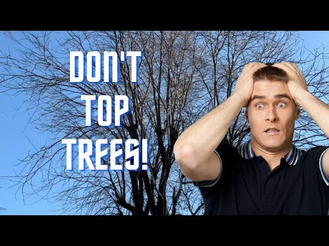 A Master Arborist Discusses Tree Topping