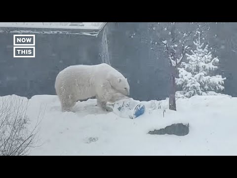 Polar Bear Has Fun in the Snow #Shorts
