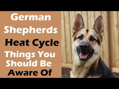 German Shepherds Heat Cycle: Things You Should Be Aware Of