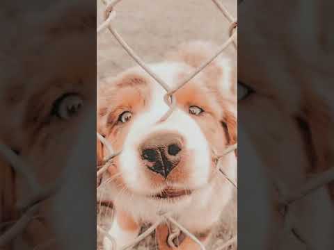 Dog wallpapers you need! πΆπΎπ¦΄ #shorts