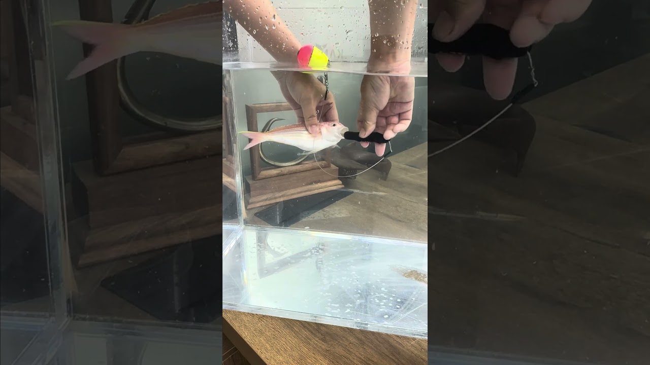 🎣 Kanama Smart Bait - Bringing Dead Bait Fish to Life.#kanama #smartbait #釣り #fishing #livebait