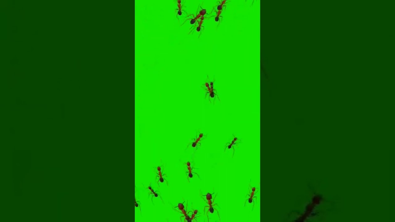 Ant's On Green Screen VFX