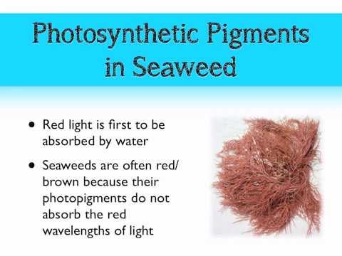 Photosynthetic Pigments