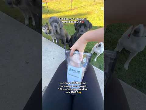 Feeding my 4 dogs beef femur bones 🦴🐶🥩