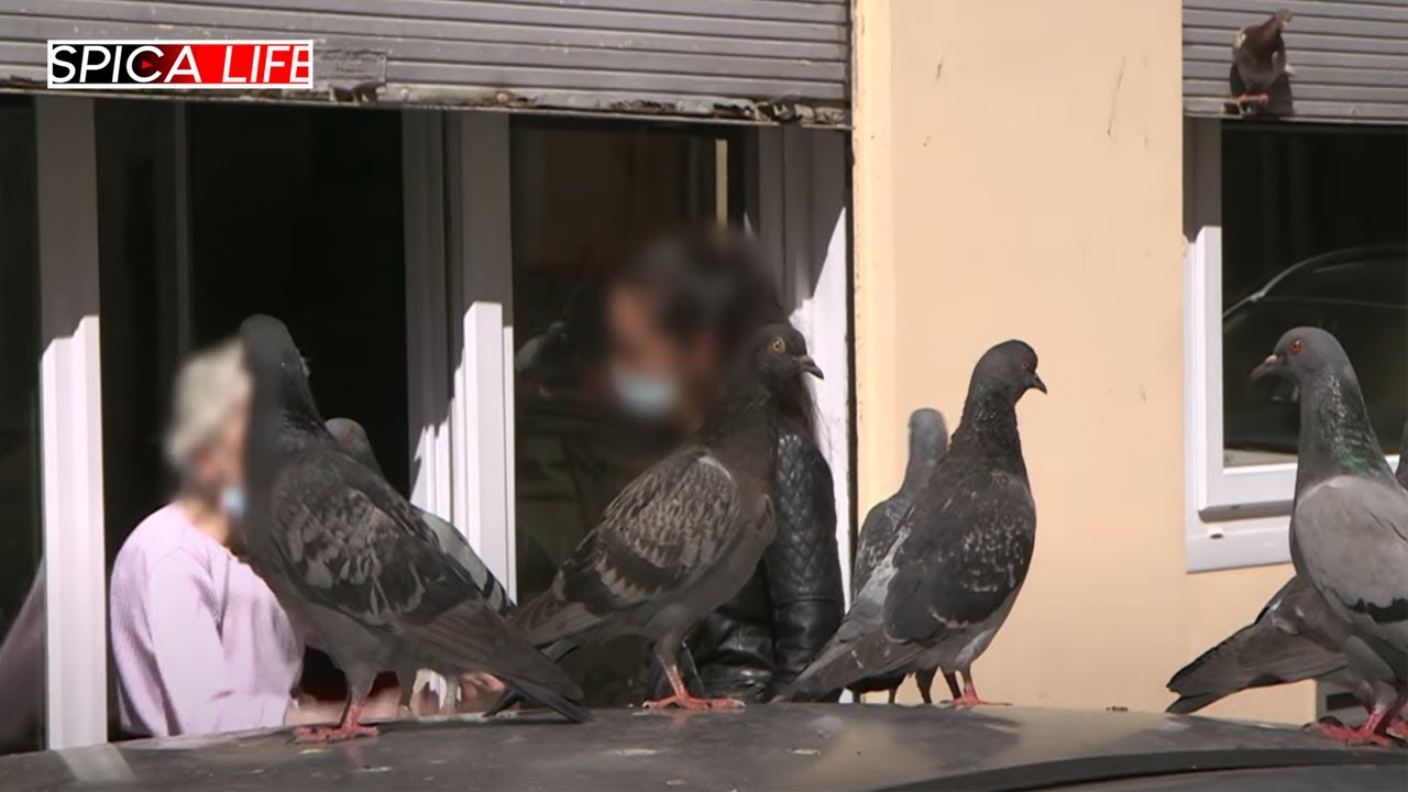 Documentaire | Cauchemar à Nice, l’invasion des pigeons