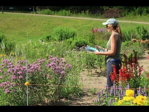 EcoBeneficial Interview: Annie White on Native Plant Cultivars, Native Plants & Pollinators