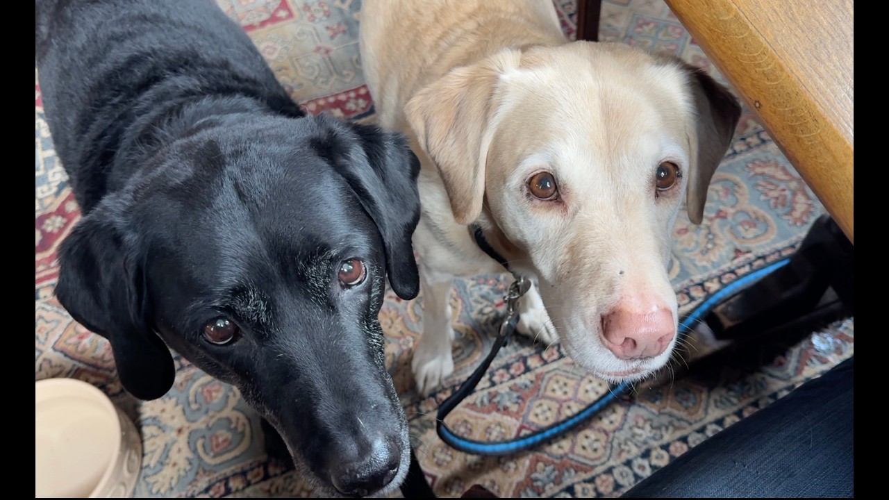 Olive and Mabel - The Eternal Hope