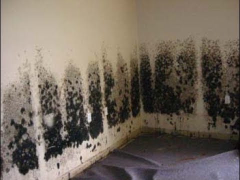 Black Mold Removal In Brick NJ | Exciting Opinions