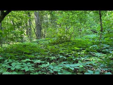 Let It Grow - Bennett Lowery