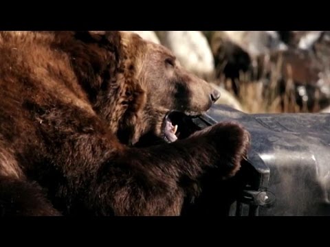 Grizzly bears in Yellowstone put trash cans and coolers to the test