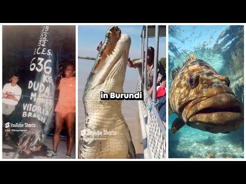 World’s Largest & Weirdest Animals Ever Caught! (Record-Breaking Catches) 🦑 #Wildlife #FYP #Strange