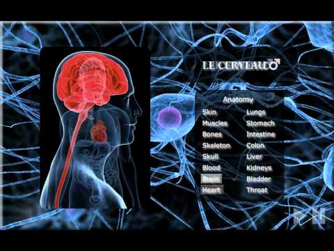 Learn French with Ouino: L'anatomie (Anatomy)