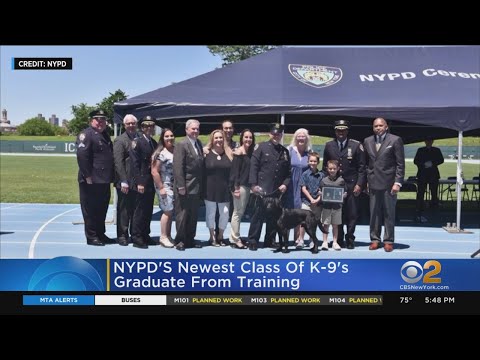 NYPD's Newest Class Of K-9s Graduate From Training