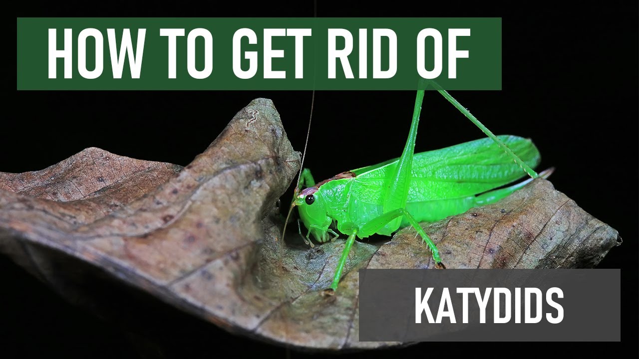 Katydid Control: How to Get Rid of Katydids