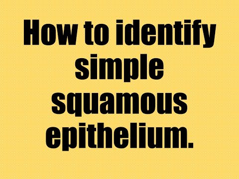 Epithelial Tissue Part 1: Simple Squamous Epithelium