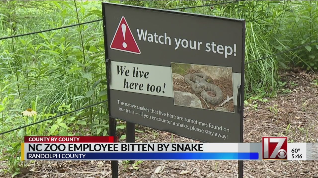 NC Zoo worker bitten by snake