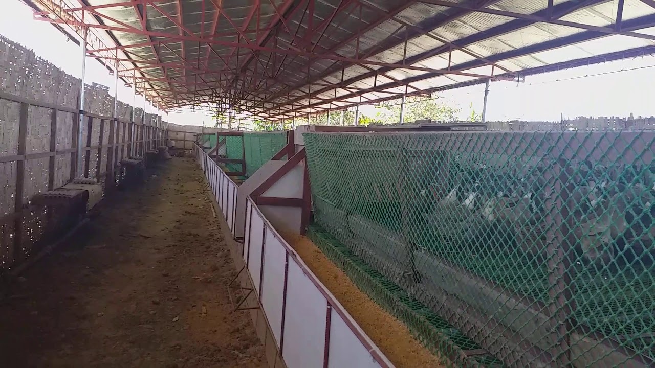 Duck farming in modern standard technology