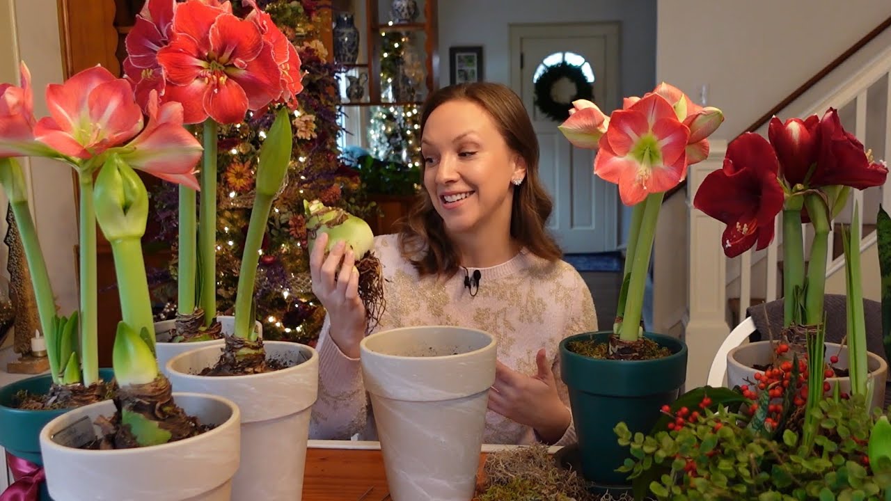 My Passion for Amaryllis // Planting, Care, Reblooming and Creative Ideas for Amaryllis Bulbs