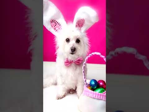 EASTER SPECIAL - THE BEST EASTER CATS AND DOGS!!! (CUTE AND FUNNY) #SHORTS #CAT #DOG #EASTER