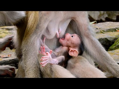 Pitiful baby monkey kendra crying beg milk mother Katrina!