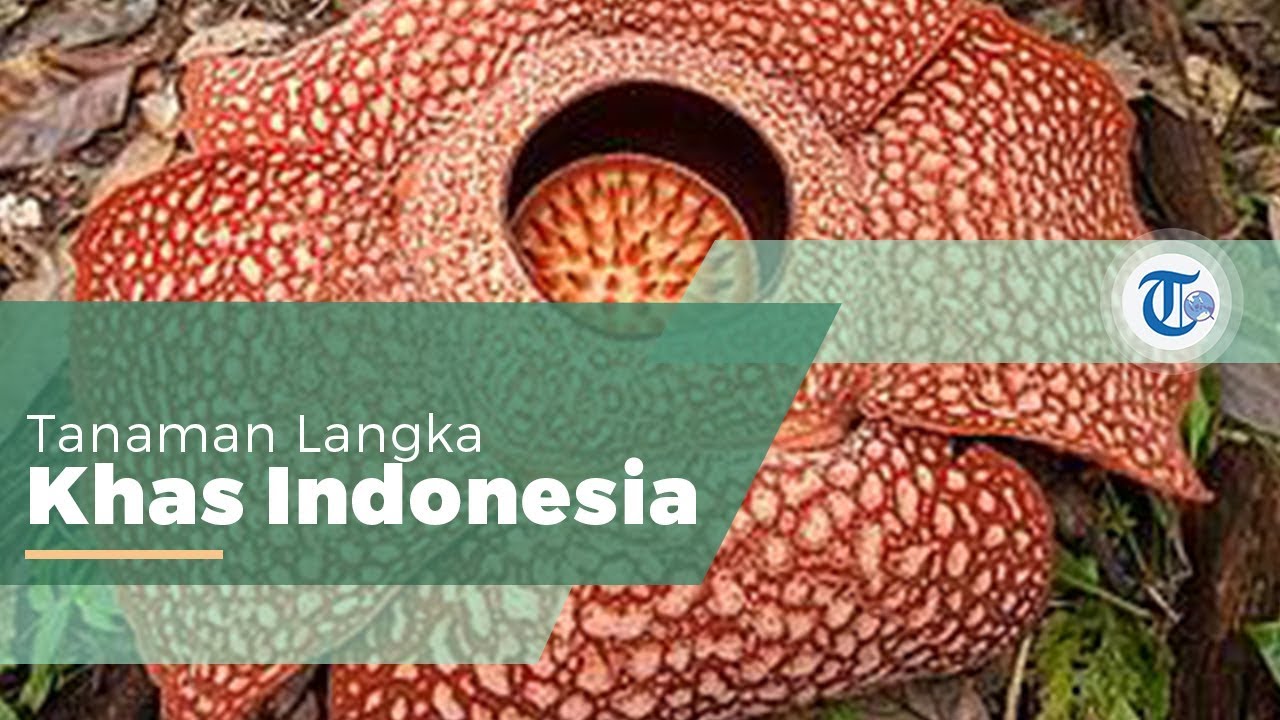 Rafflesia Arnoldii, Bunga Endemik Indonesia yang Menjadi Salah Satu ...