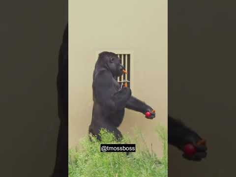 GORILLA ONLY CARE ABOUT HIS SNACKS VOICEOVER!! πππ