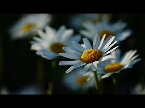 Osfur, UVITA, The Scripture - No Way Out (Original Mix)