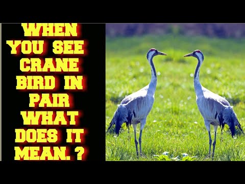 WHEN YOU SEE CRANE BIRD IN PAIR WHAT DOES IT MEAN ?