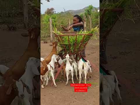 Feeding the goat kids! #uganda #goatfarming #cuteanimals #business