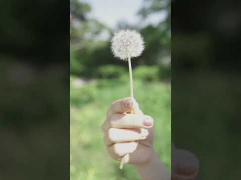 Dandelion