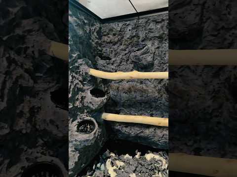 Building a 4x2x4 bioactive enclosure for an emerald tree boa #bioactive #reptile #exotic #diy #snake