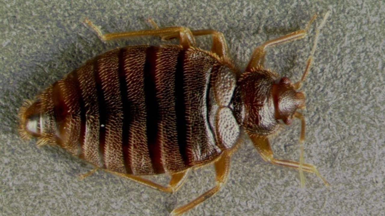 Tropical bedbugs return after 60 years