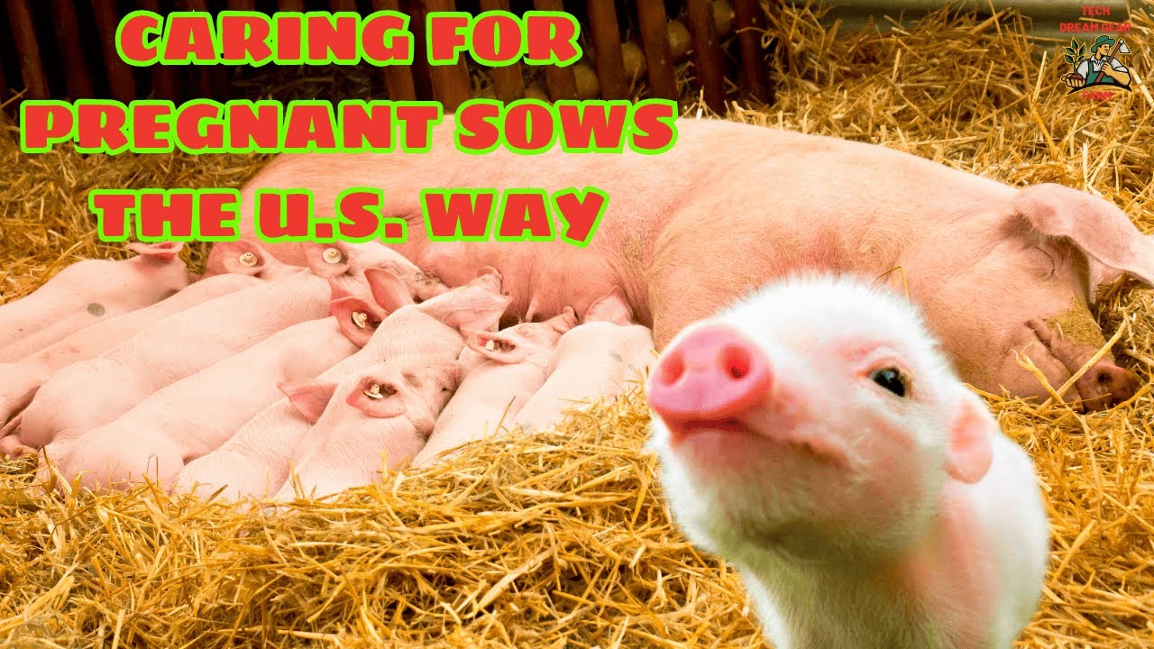 Caring for Pregnant Sows the U.S. Way – More Piglets, Better Results!