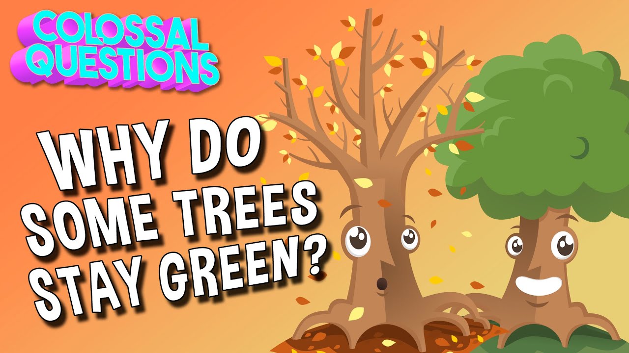 Why Do Some Trees Stay Green? | COLOSSAL QUESTIONS