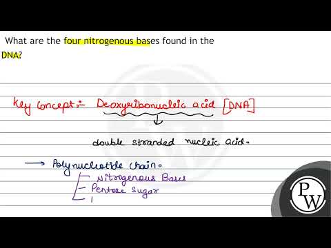 What are the four nitrogenous bases found in the DNA?