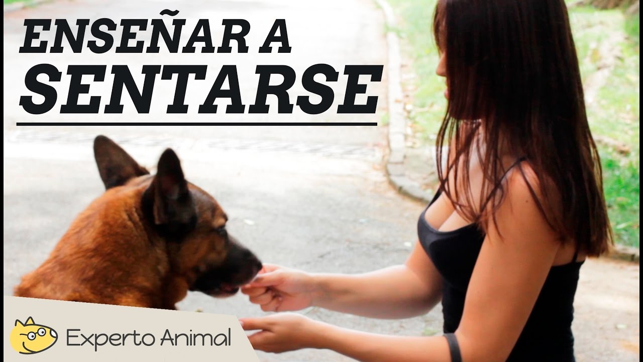 Cómo enseñar a un perro a sentarse - MUY FÁCIL