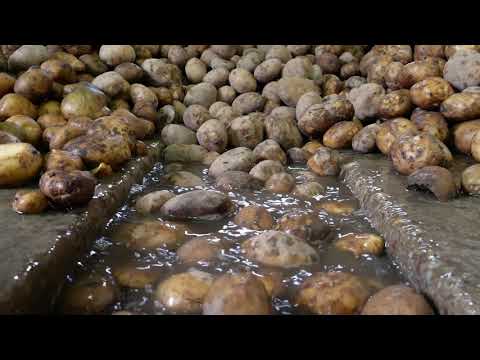 Making Chopin Vodka- The Process from Start to Finish