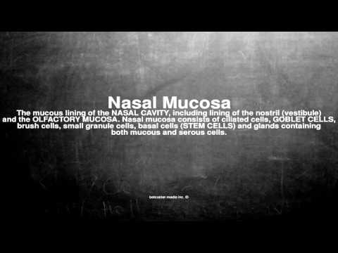 Medical vocabulary: What does Nasal Mucosa mean